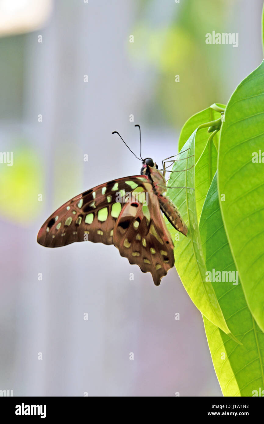 Tail jay butterfly hi-res stock photography and images - Alamy