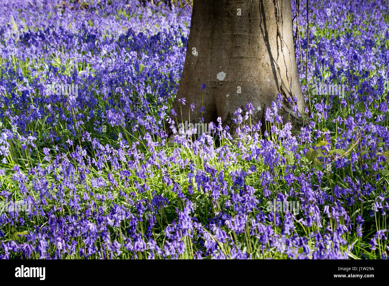 Tree bulbous trunk hi-res stock photography and images - Alamy
