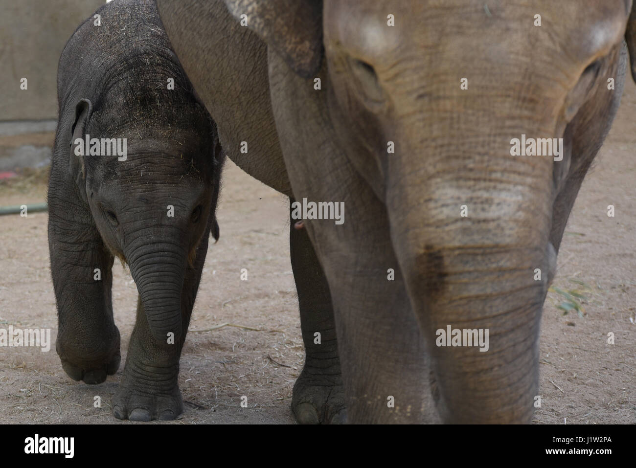 Madrid, Spain. 21st Apr, 2017. The baby female Sumatran elephant ...