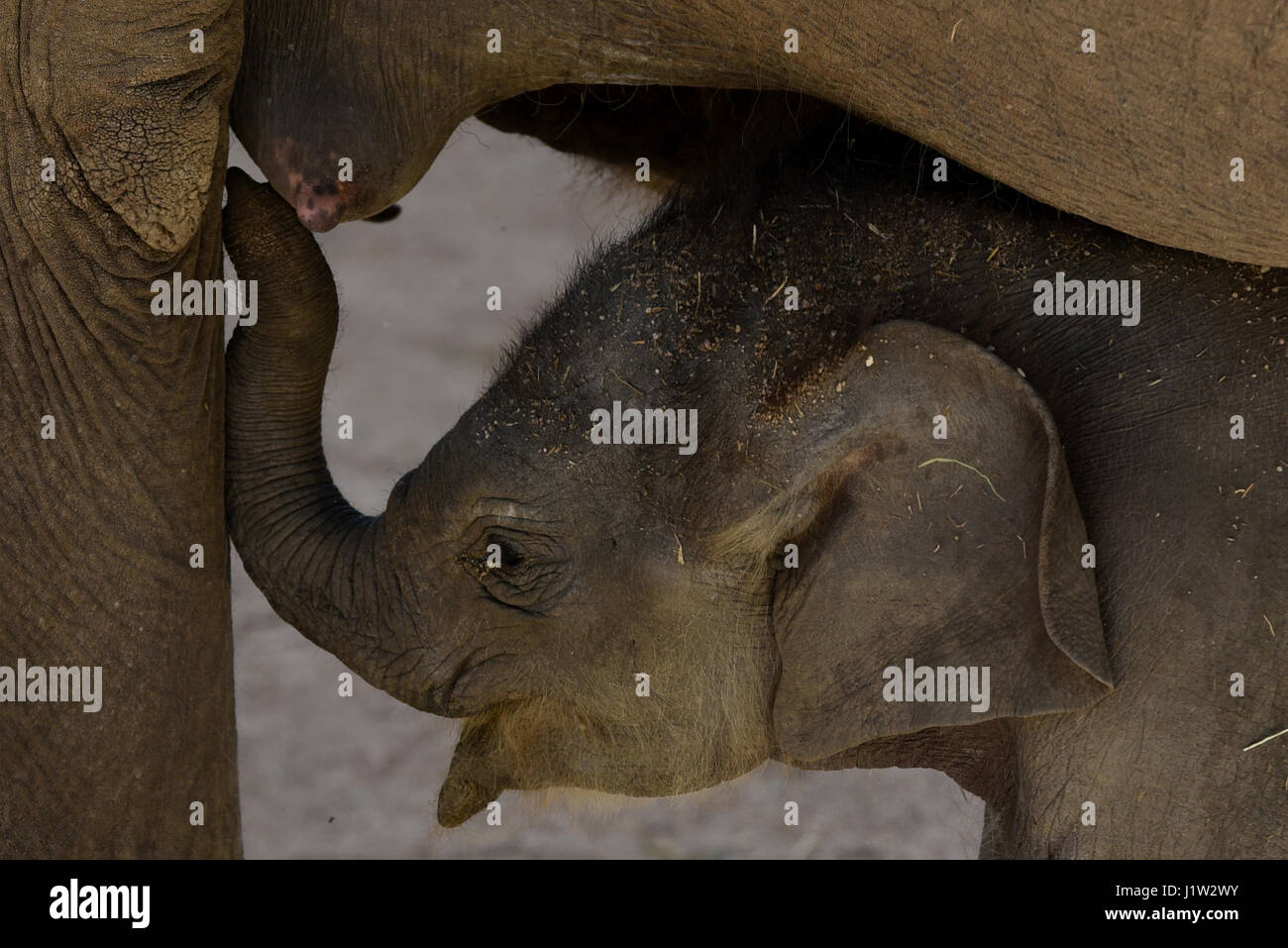 Madrid, Spain. 21st Apr, 2017. The baby female Sumatran elephant ...