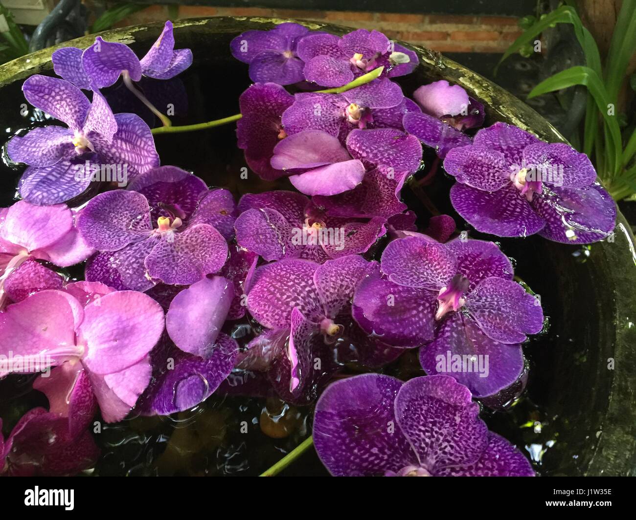 Bunch of violet moth orchid flowers floating in green water bowl for ...