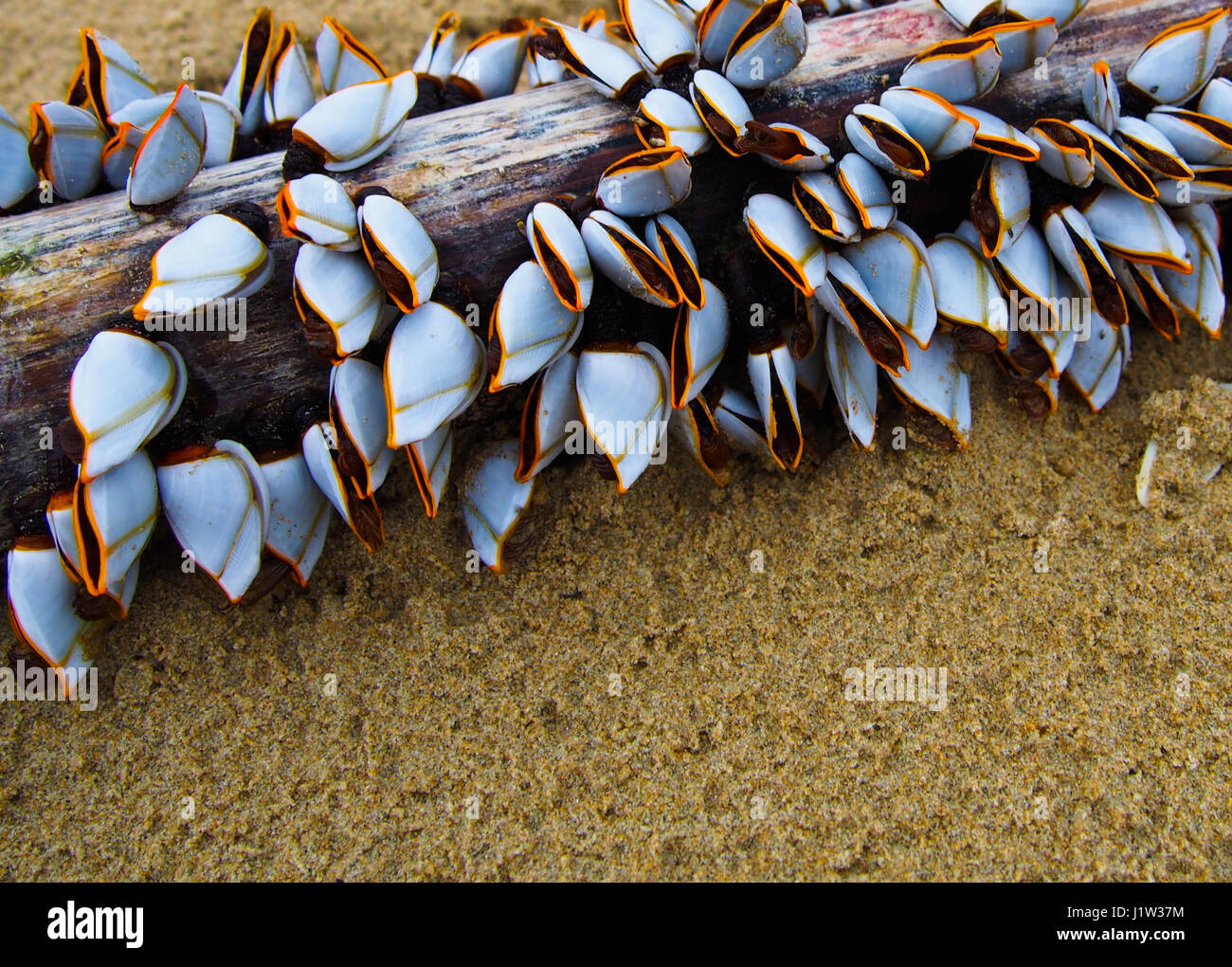 Barnacles on log hi-res stock photography and images - Alamy