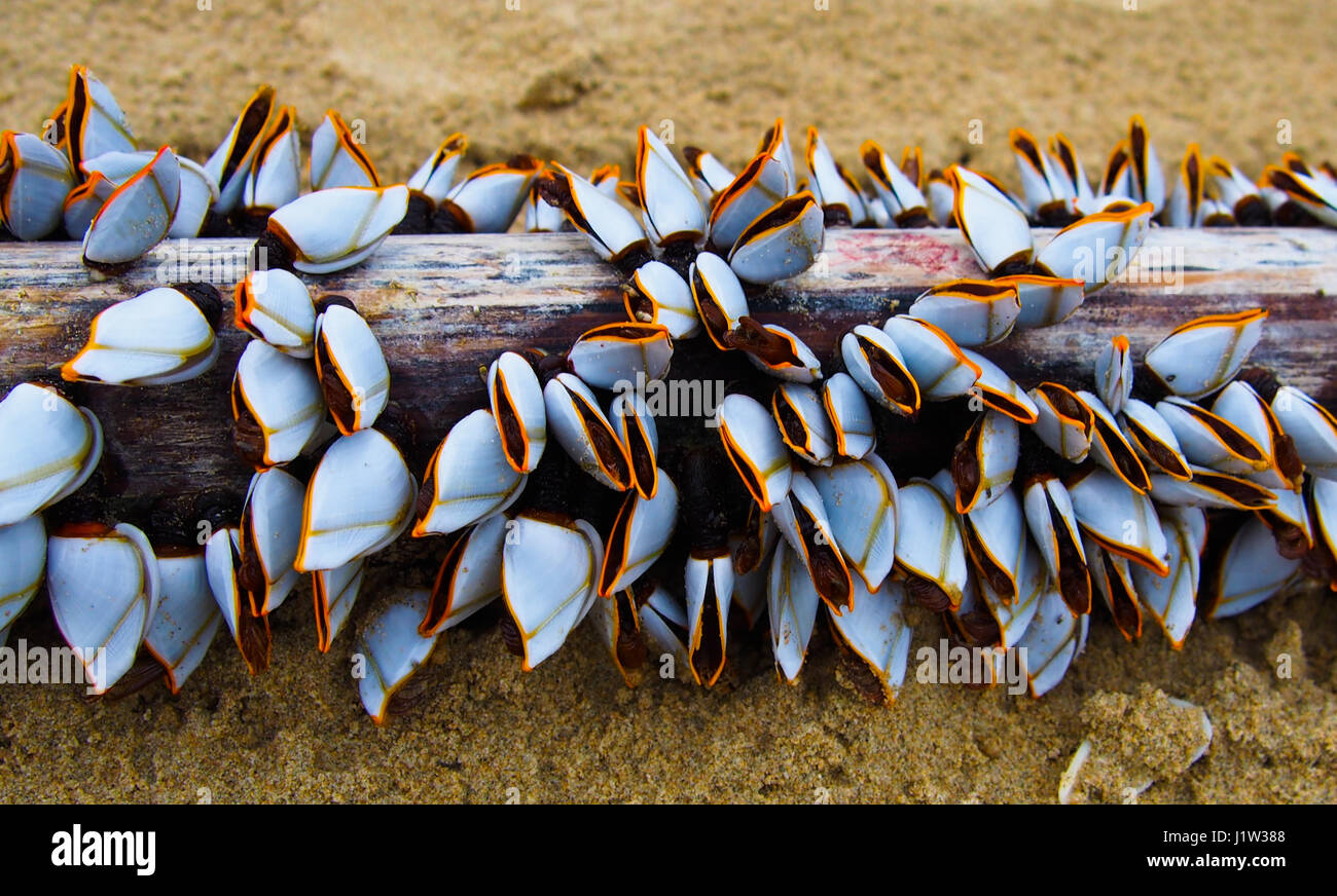 Goose barnacles water hi-res stock photography and images - Alamy