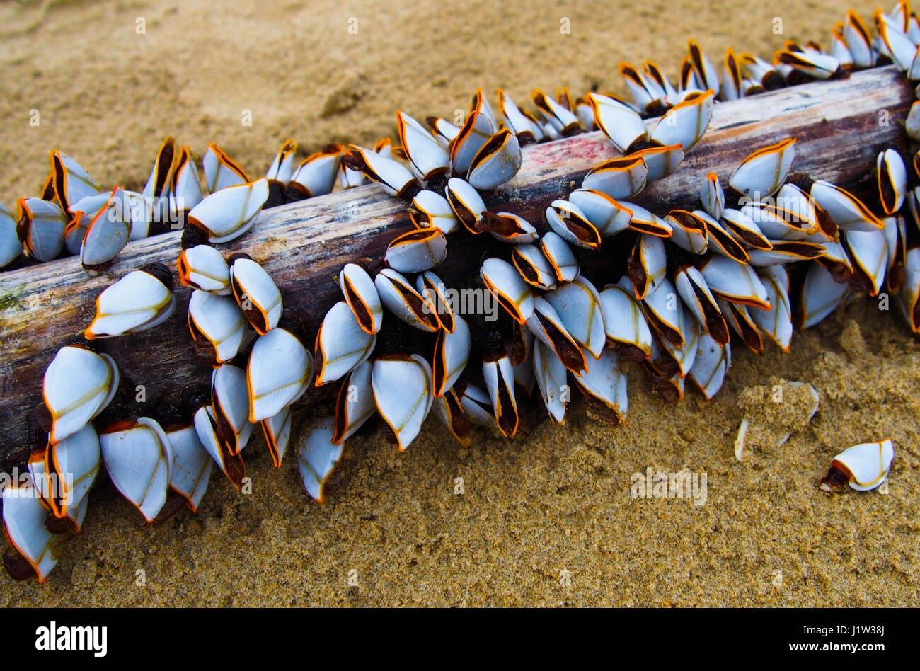 Group of goose barnacles, sea shell attached at wood log on seashore ...