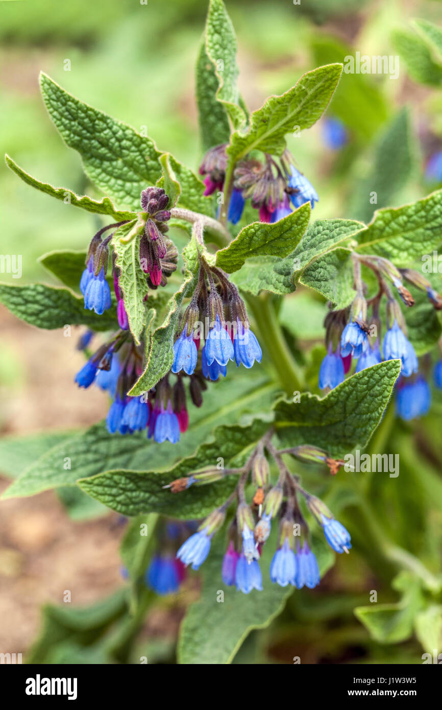 Blue comfrey, Symphytum azureum Stock Photo - Alamy