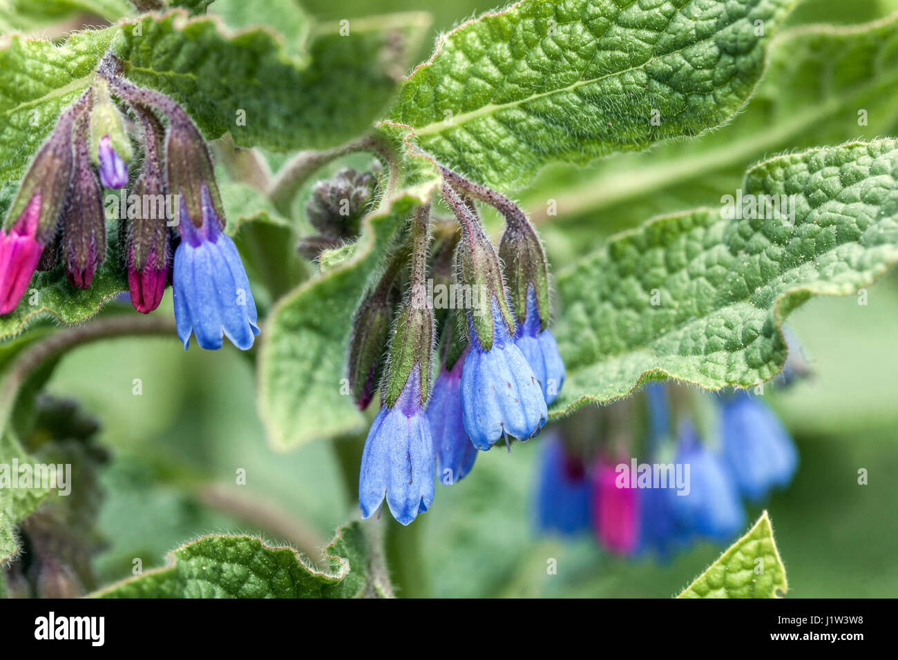 Blue comfrey, Symphytum azureum Stock Photo - Alamy