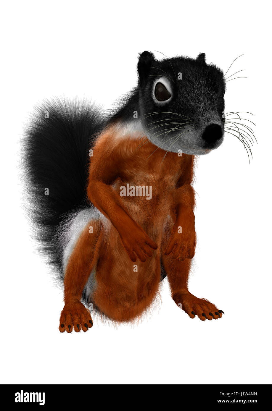 3D rendering of a Prevost's squirrel or Asian tri-colored squirrel ...