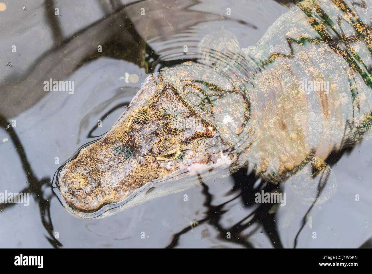 Spectacled caiman in the water with the head outside Stock Photo - Alamy
