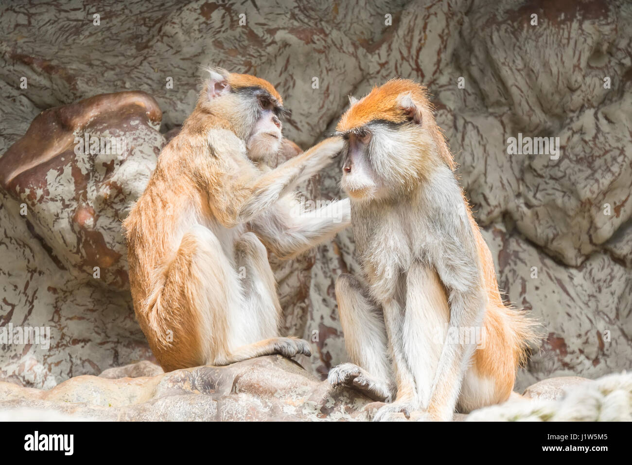 Grooming posture hi-res stock photography and images - Alamy