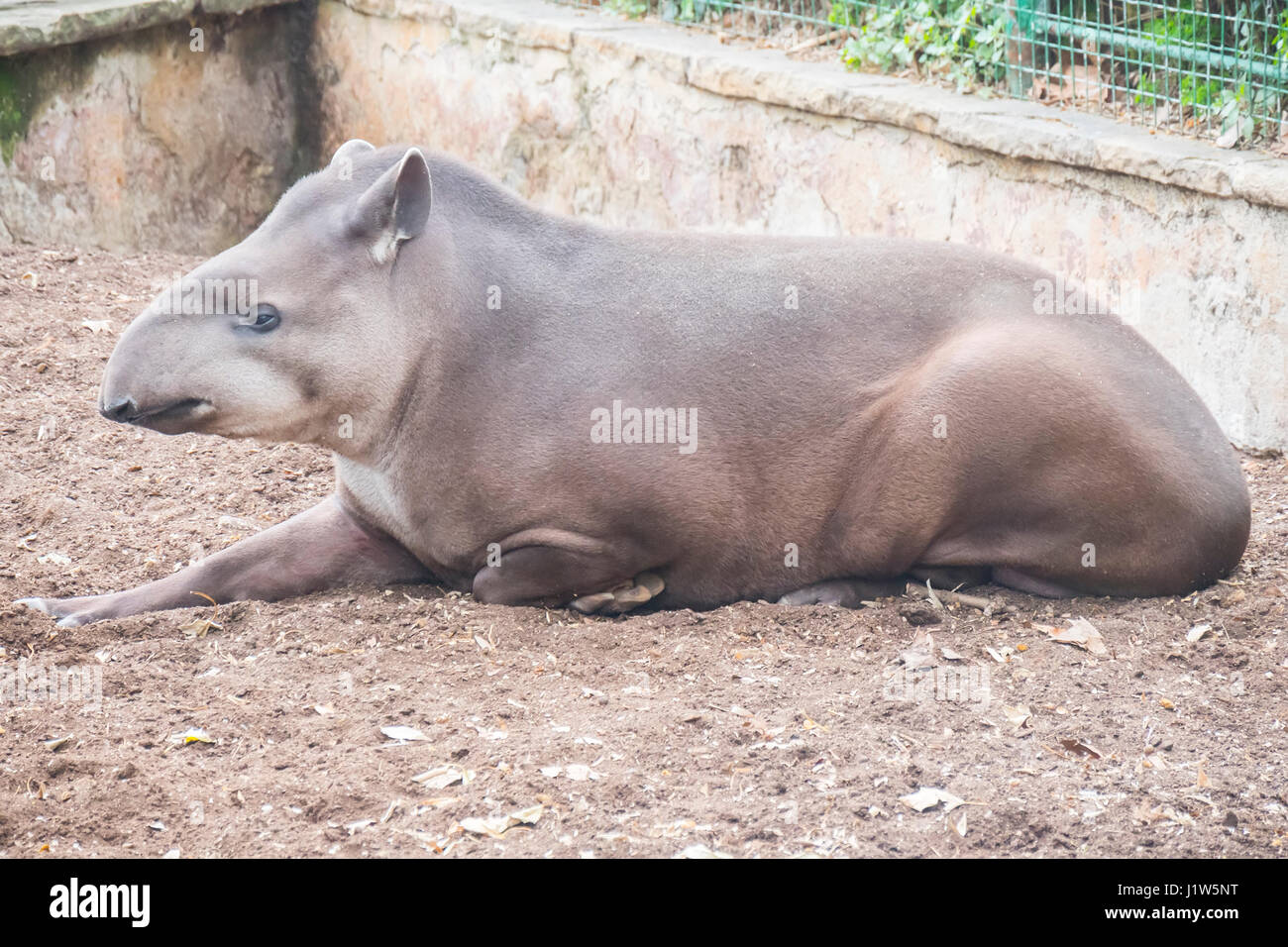 Brazillian tapir resting lying on the ground, Tapirus terrestris Stock ...
