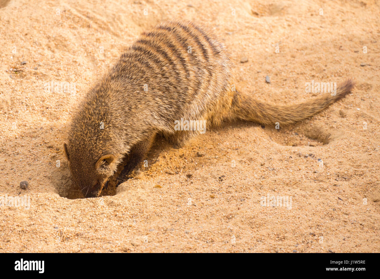Banded mongoose in the natural habitat hi-res stock photography and ...