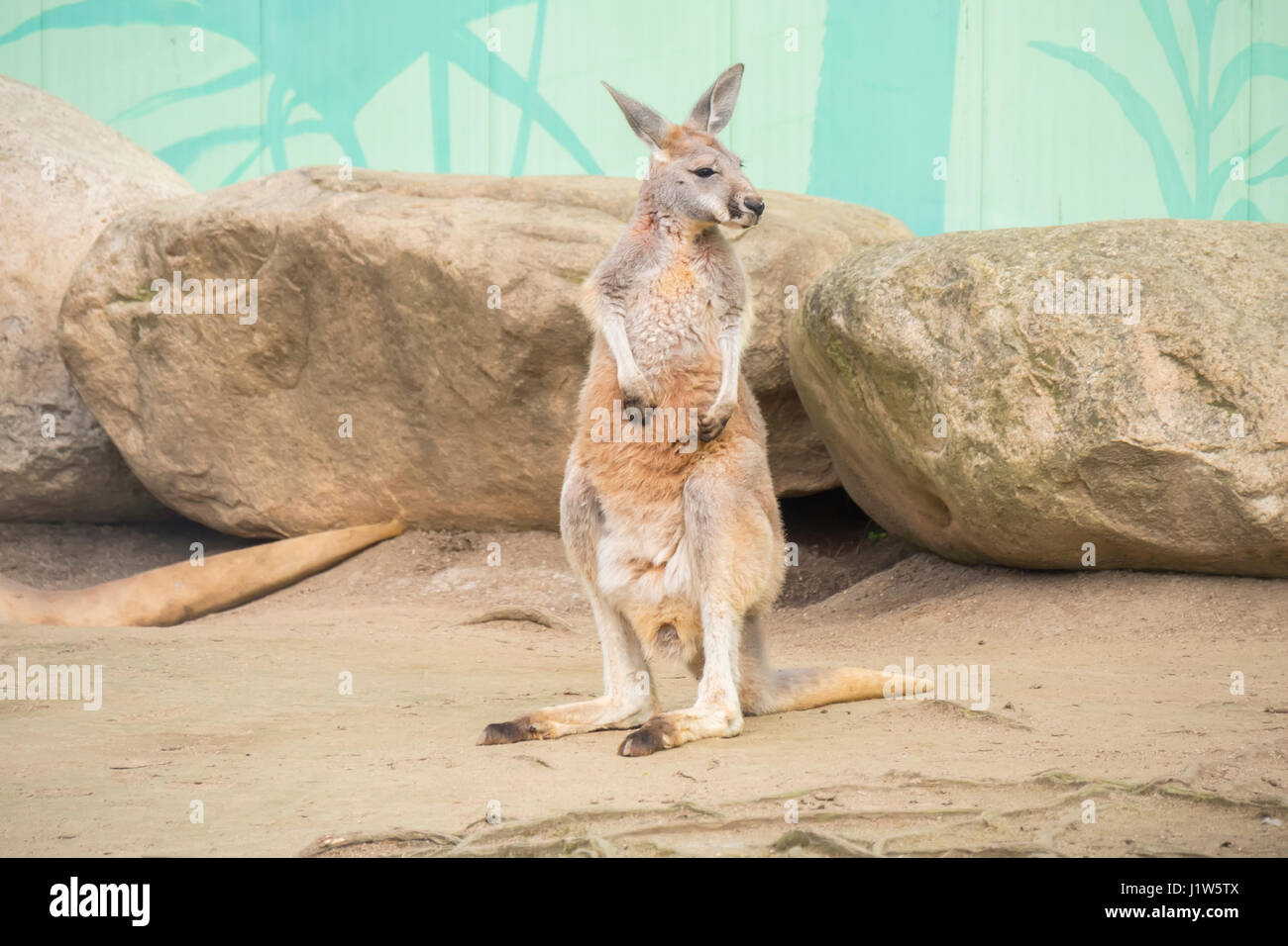 Red Kangaroo, Macropus Rufus Stock Photo - Alamy