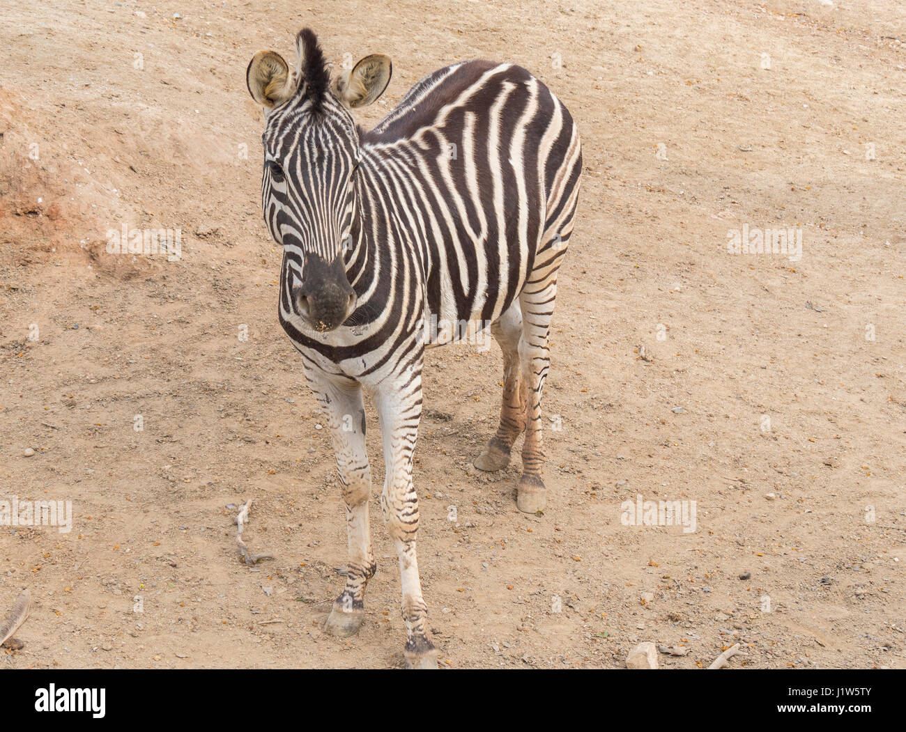 Zebra Chapman, Equus Burchelli Chapmani Stock Photo - Alamy