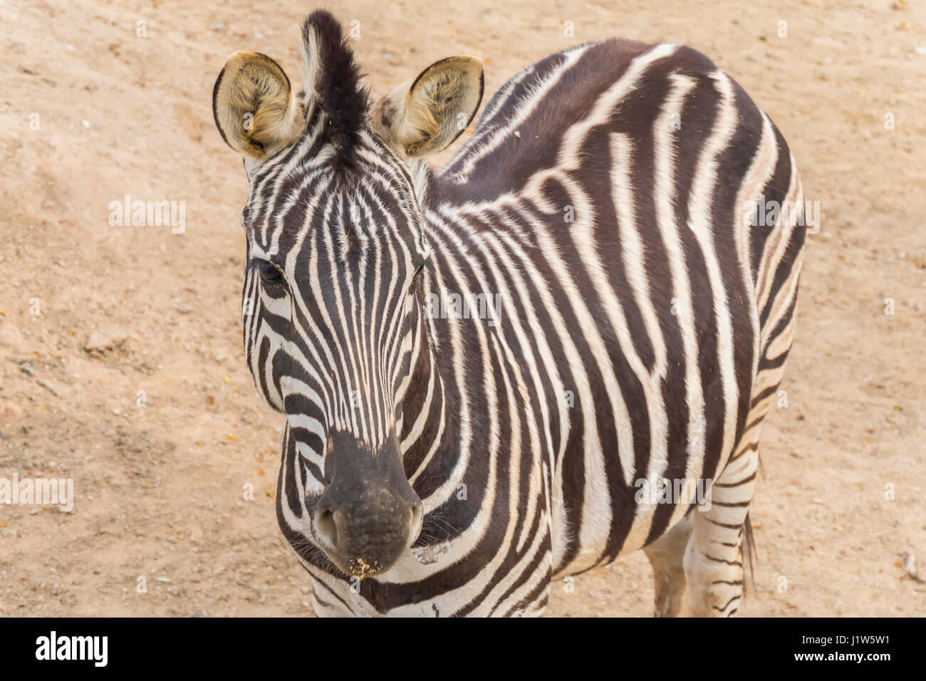 Zebra Chapman, Equus Burchelli Chapmani Stock Photo - Alamy