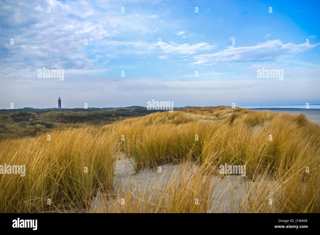 Sand dunes with dune grass at Northern Sea of Europe in Netherlands ...