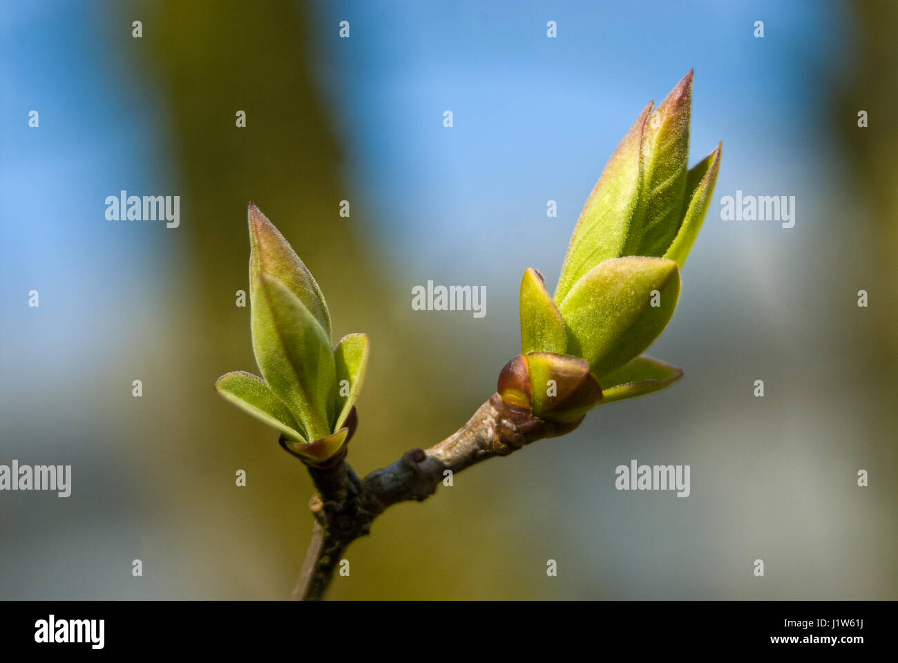 New leafs of syringe growing in spring's sun Stock Photo - Alamy