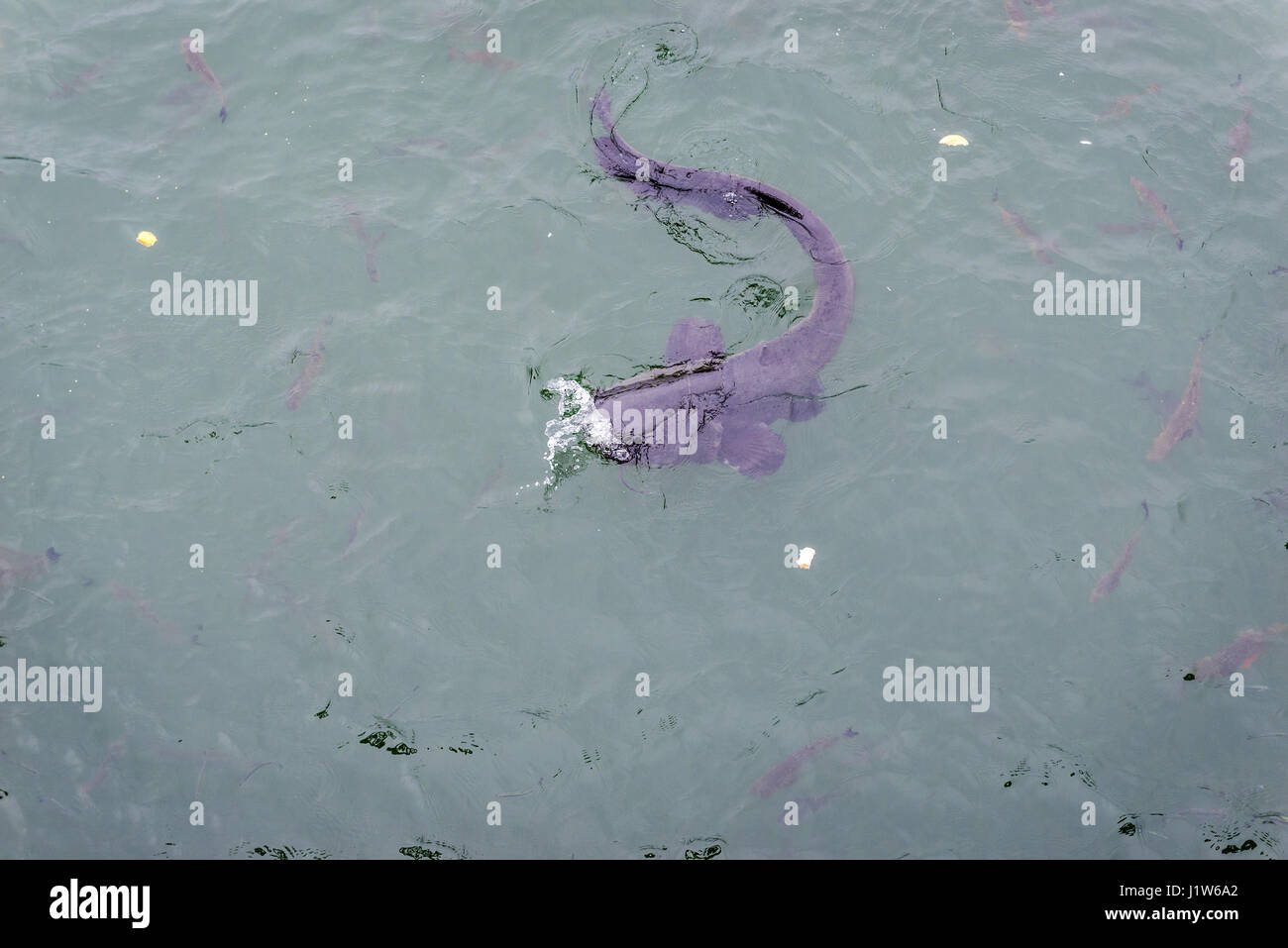 Catfish in cooling water canal next to Chernobyl Nuclear Power Plant in ...