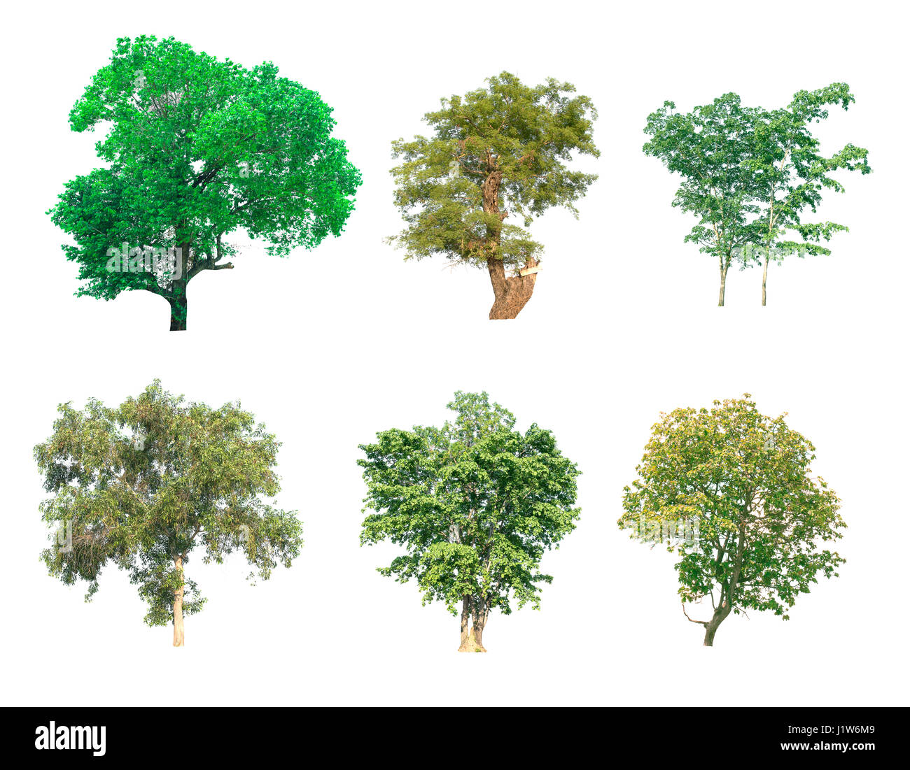 Isolated tree on white background Stock Photo - Alamy