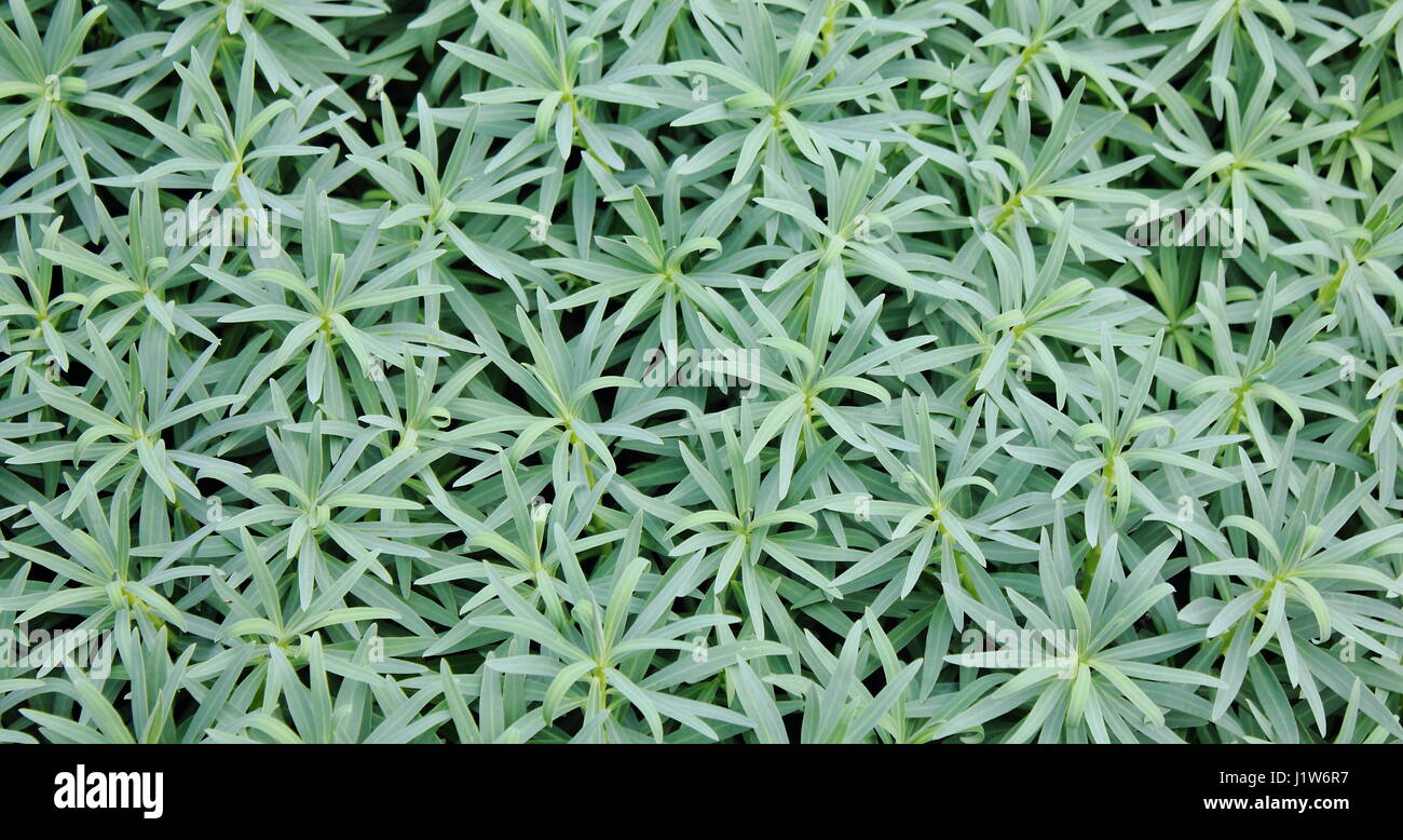 Widespread coastal plant hi-res stock photography and images - Alamy