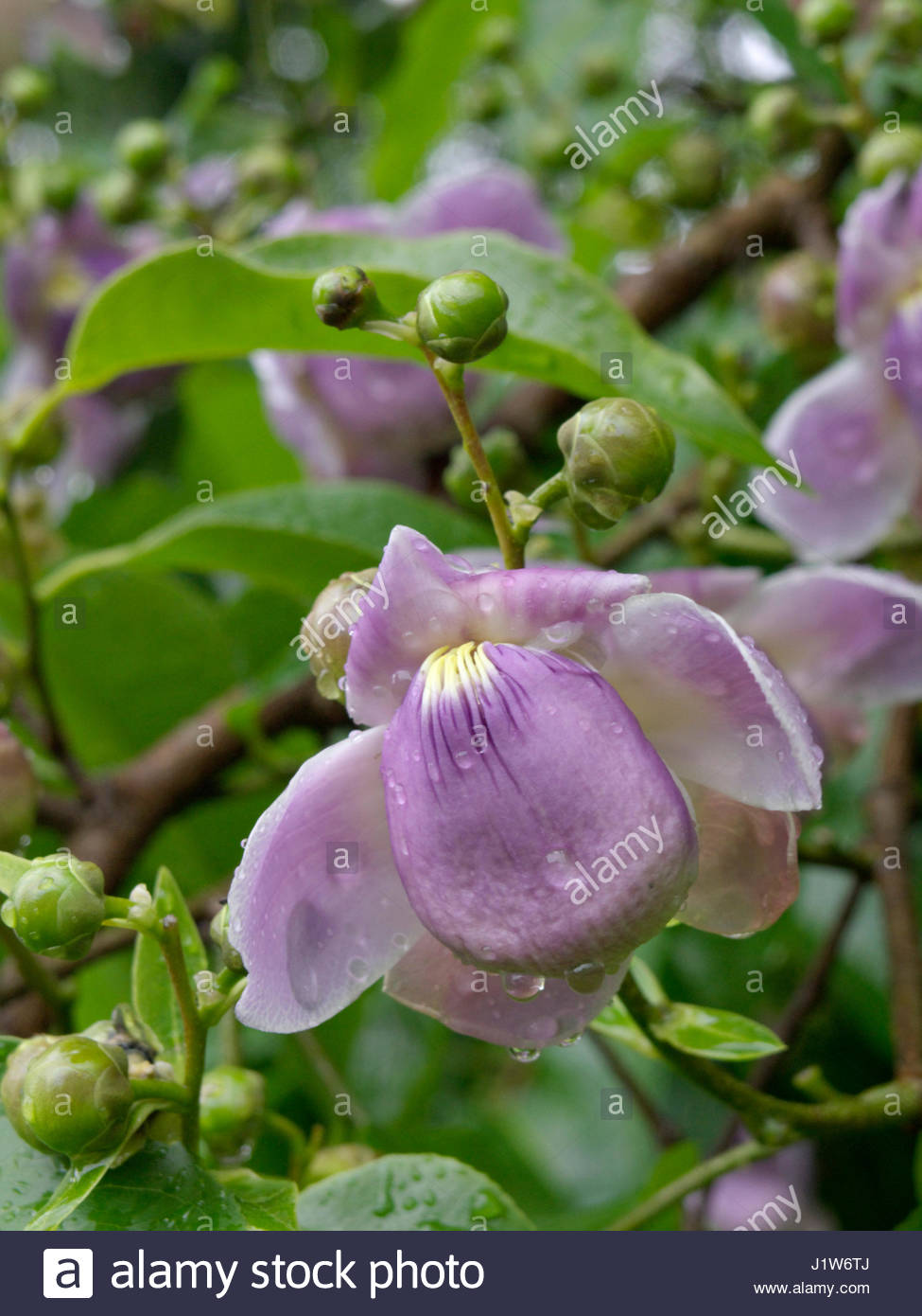 Monkey Pod Tree Stock Photos & Monkey Pod Tree Stock Images - Alamy