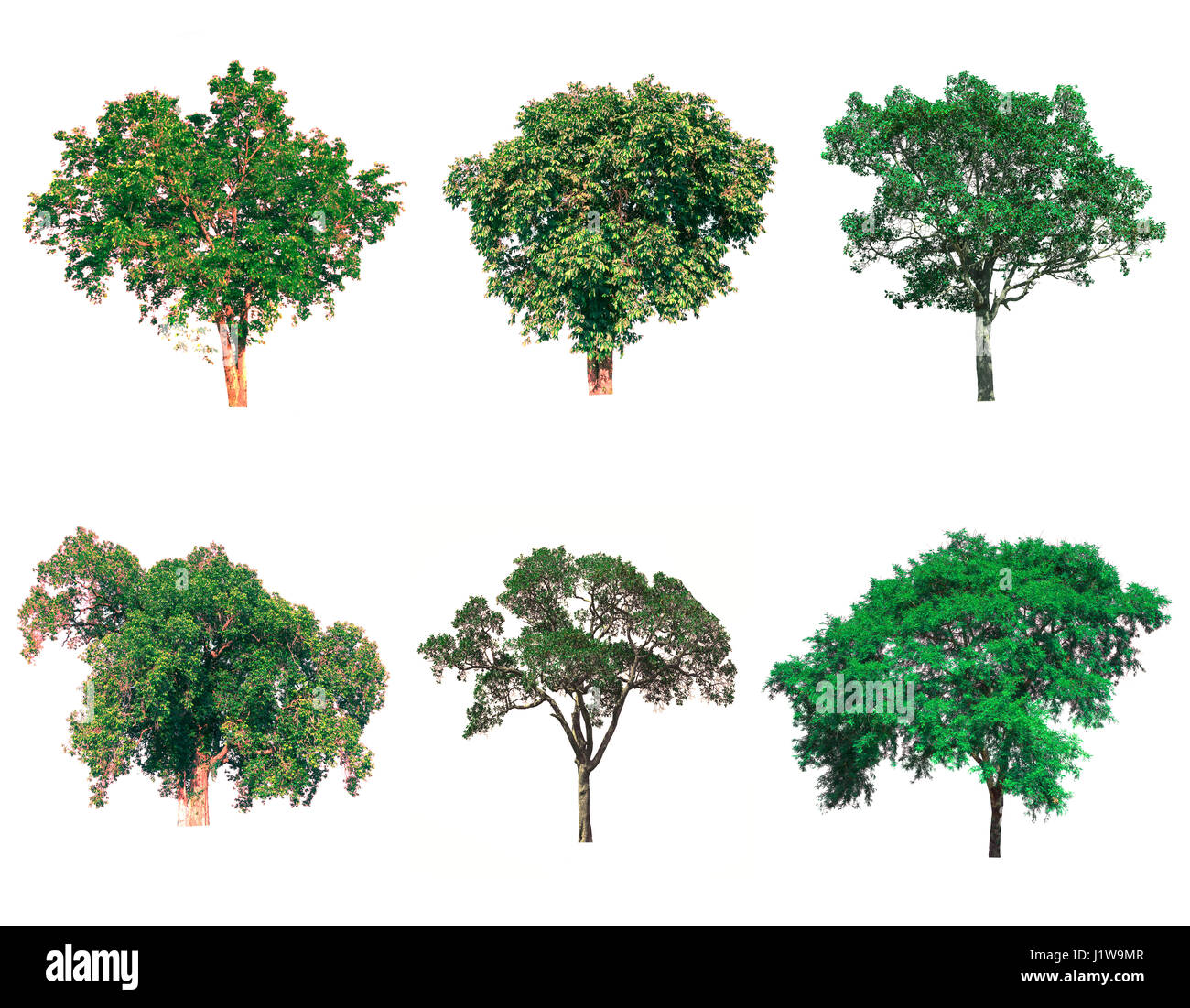 Isolated tree on white background Stock Photo - Alamy