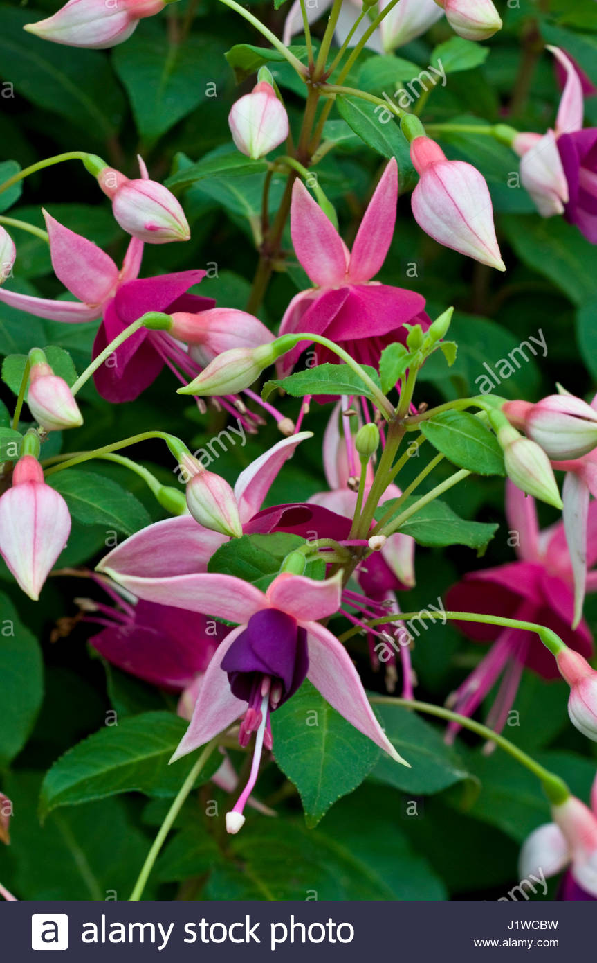 Rivendell Stock Photos & Rivendell Stock Images - Alamy