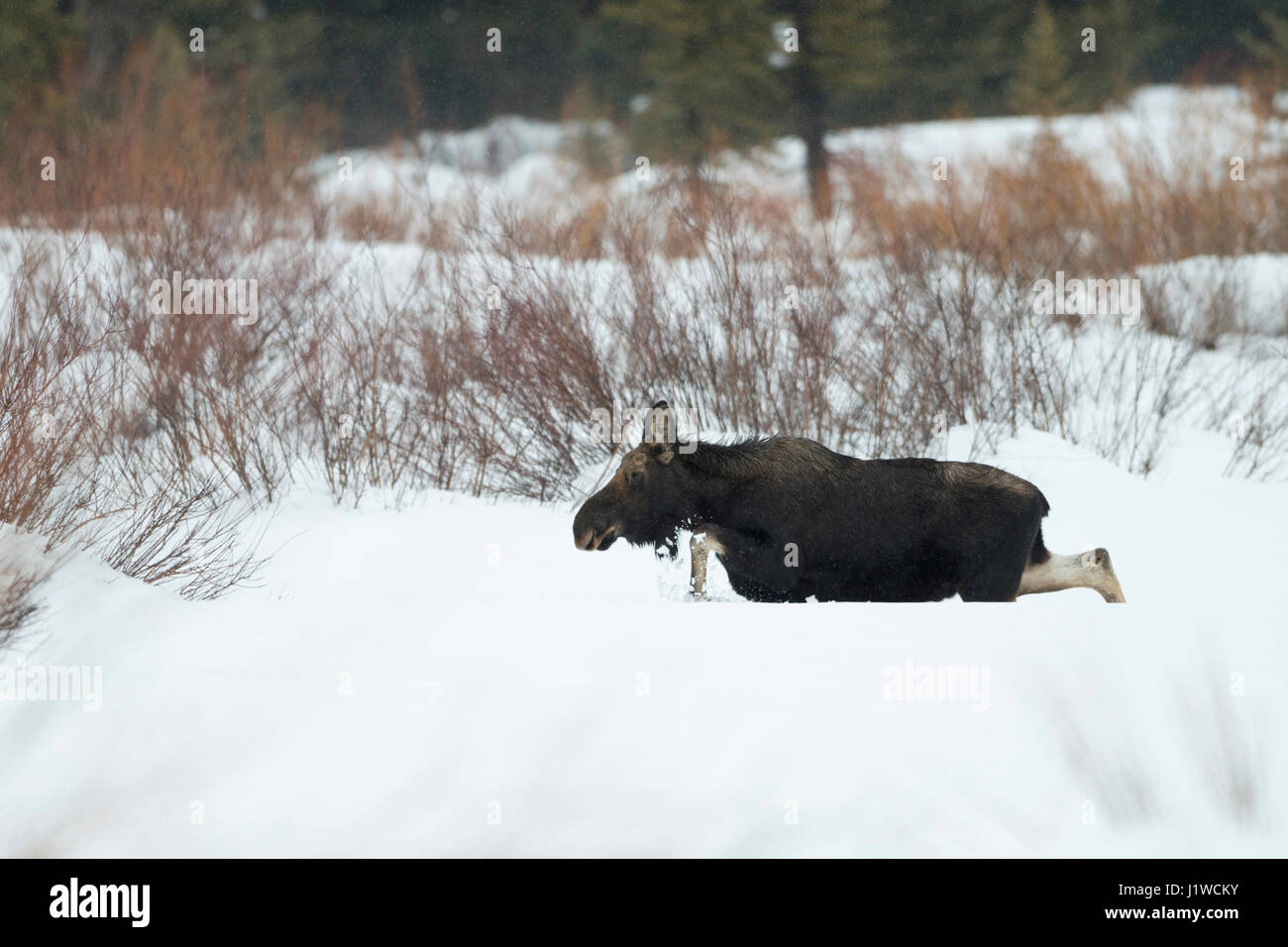 Moose in the woods hi-res stock photography and images - Alamy