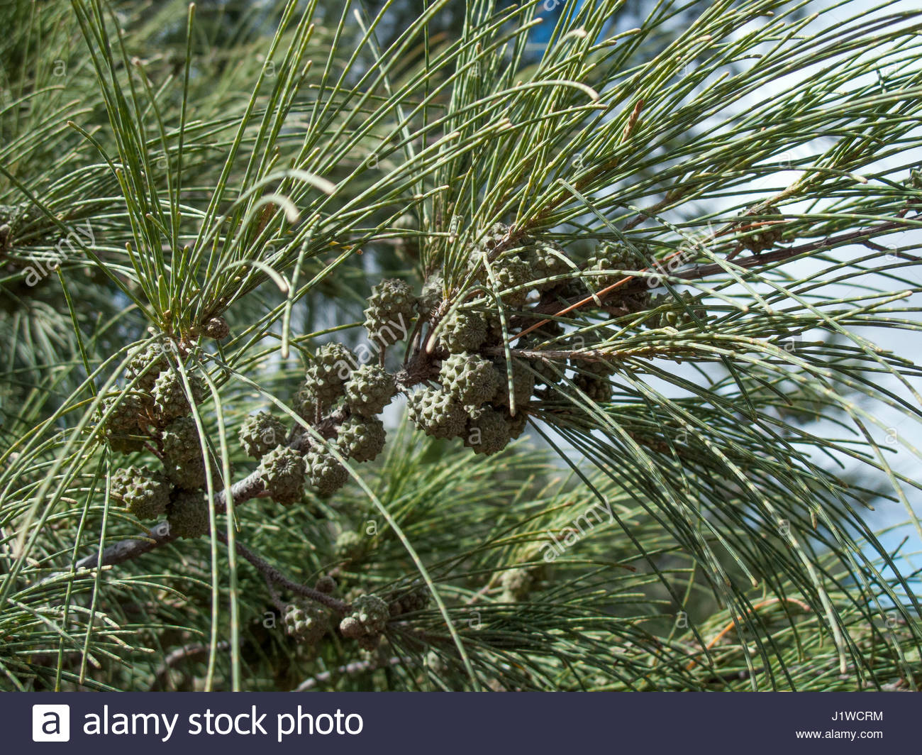 Casuarina Equisetifolia Stock Photos & Casuarina Equisetifolia Stock ...
