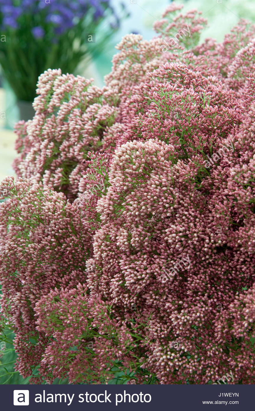 Ozothamnus Stock Photos & Ozothamnus Stock Images - Alamy