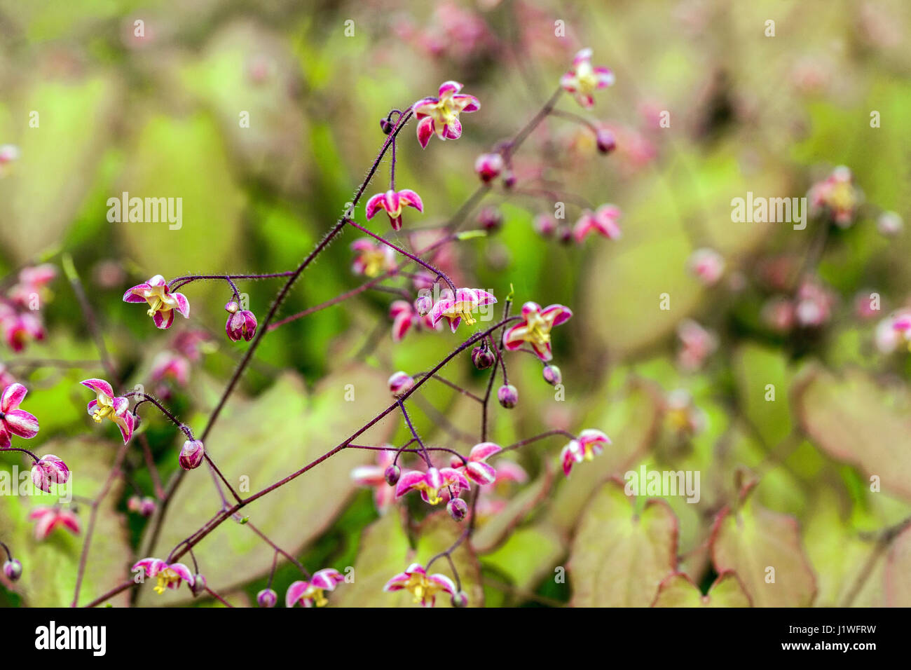 Epimedium cantabrigiense, Barrenwort april garden Stock Photo - Alamy