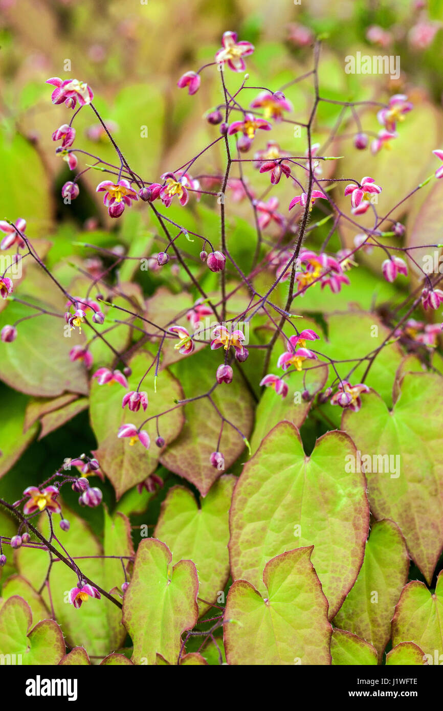 Epimedium hi-res stock photography and images - Alamy