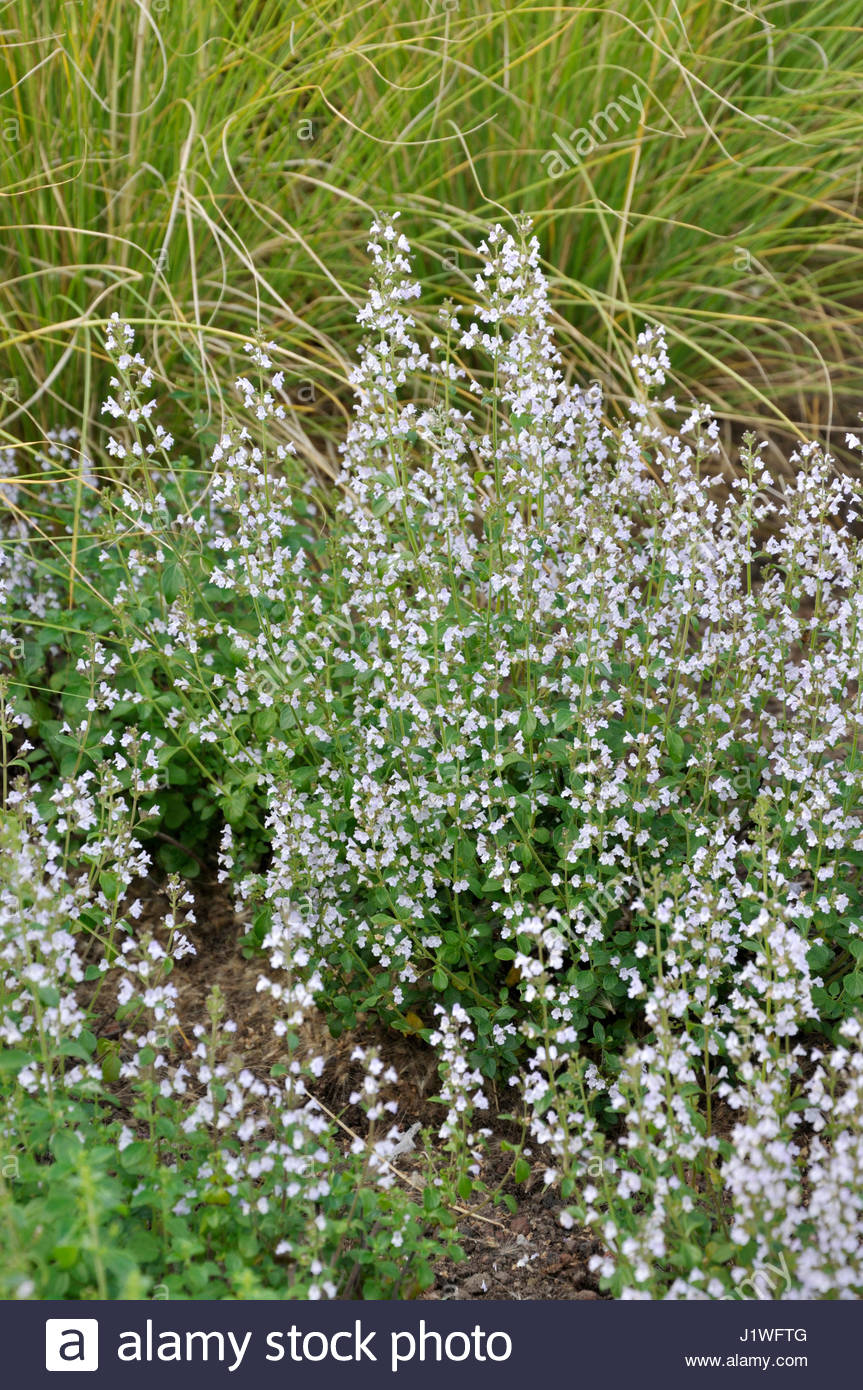 Calamintha Stock Photos & Calamintha Stock Images - Alamy