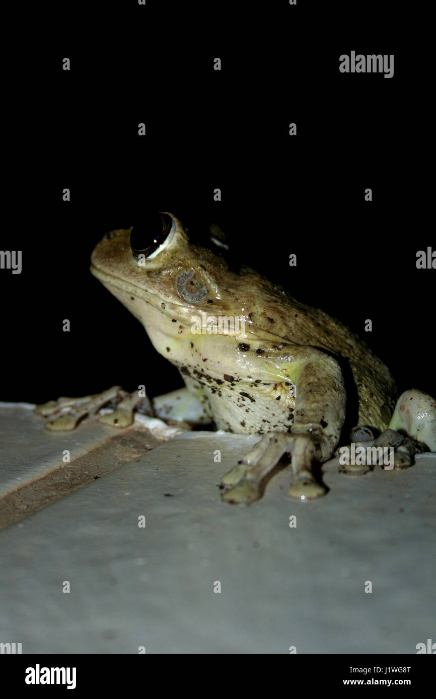 Caribbean tree frog hi-res stock photography and images - Alamy