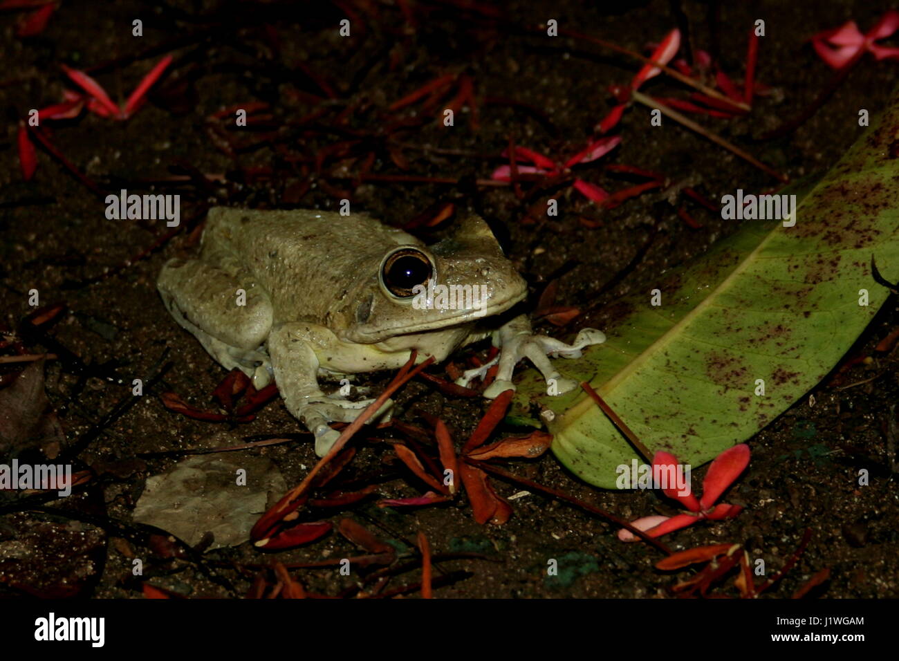 Caribbean Tree Frog High Resolution Stock Photography and Images - Alamy