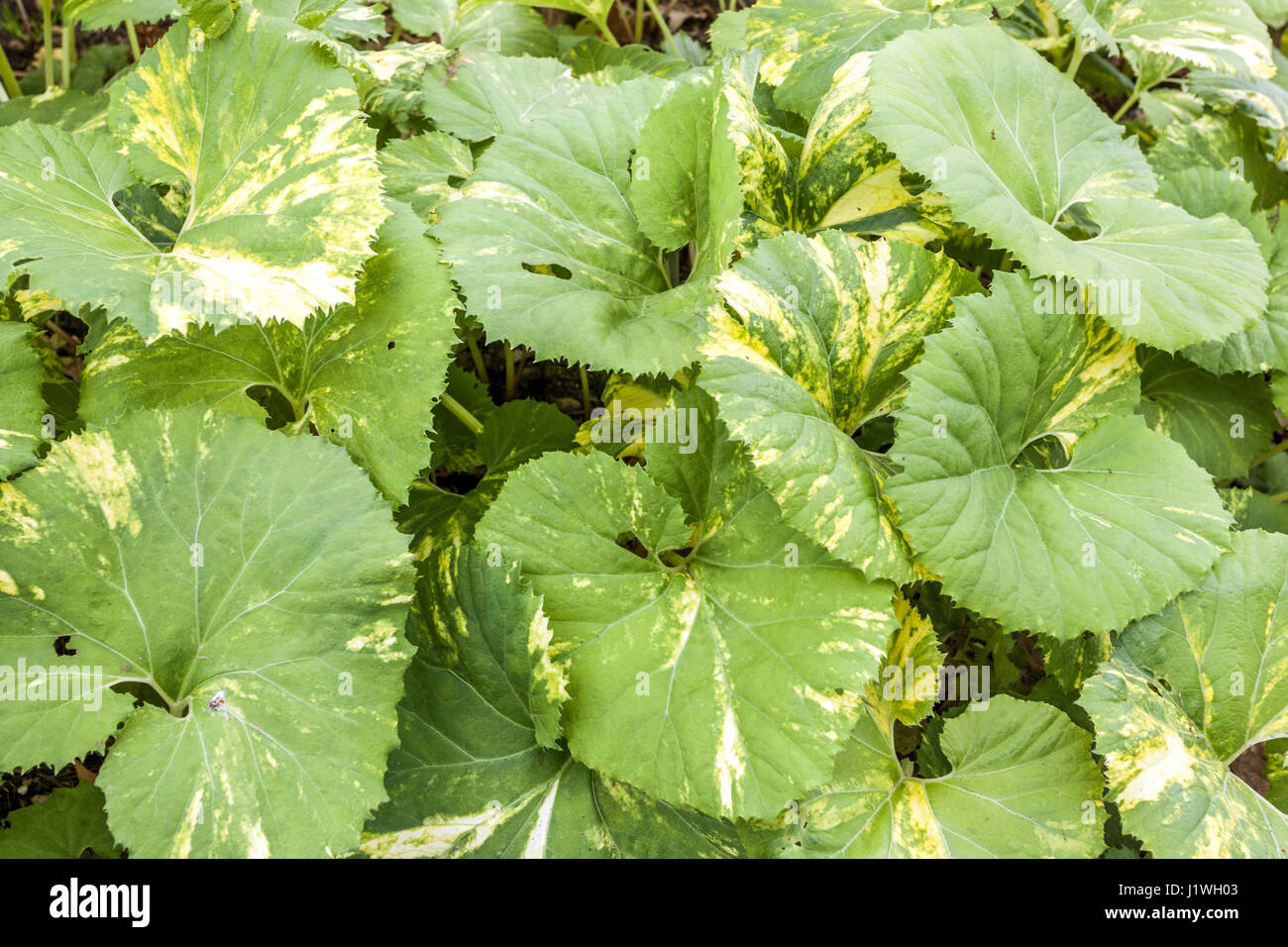 Petasites Japonicus High Resolution Stock Photography and Images - Alamy