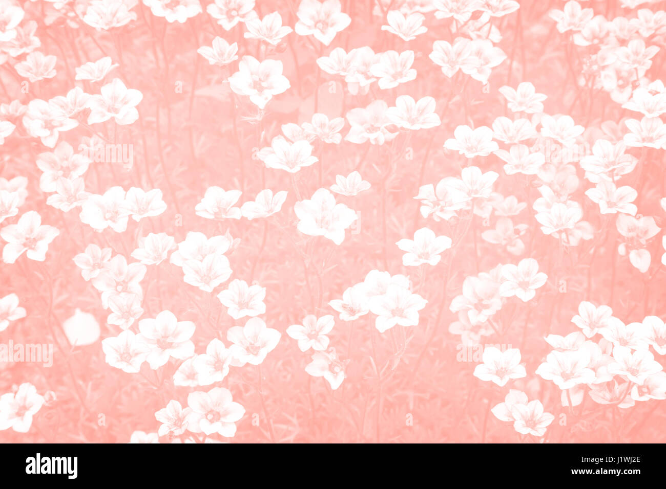 Background image: pink background small white flowers Stock Photo - Alamy