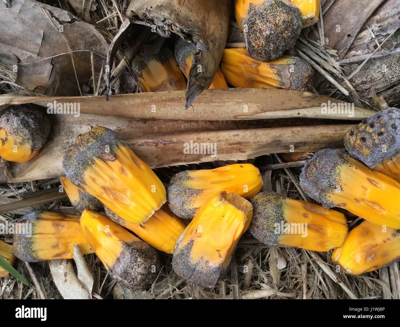 Hala Plant High Resolution Stock Photography and Images - Alamy