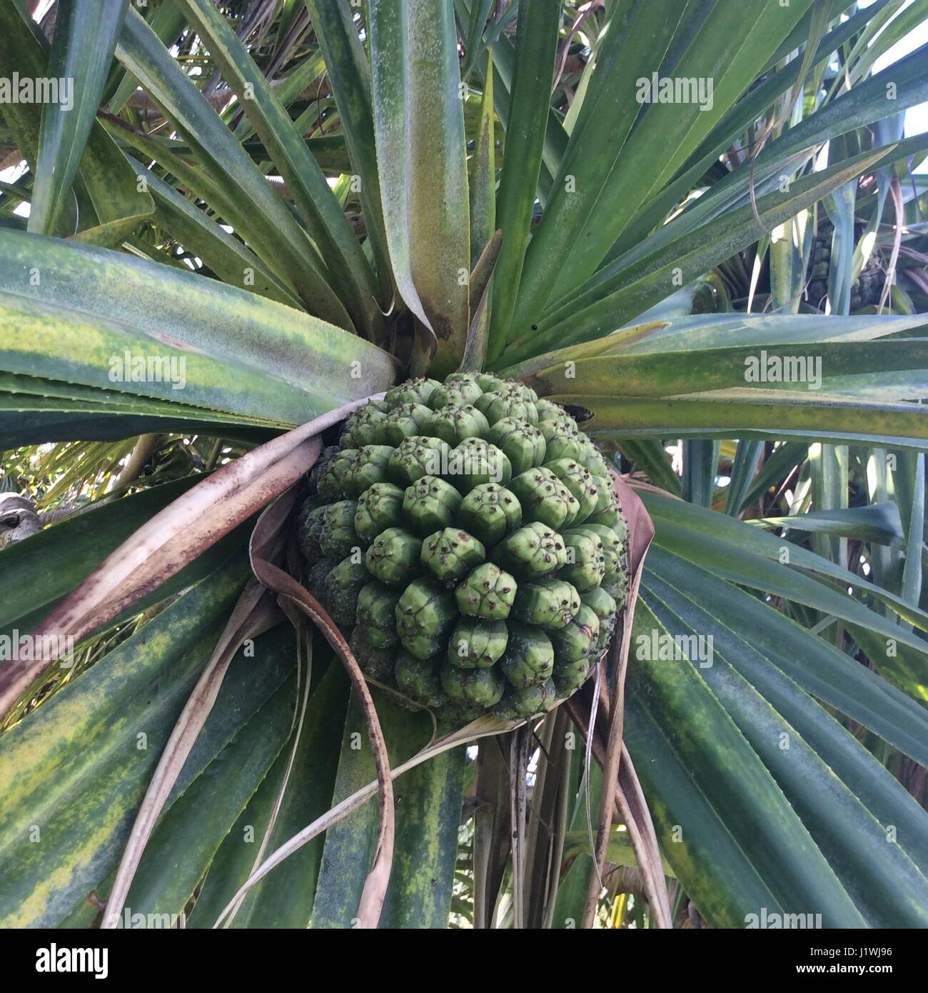 Unripe fruit hanging from a hala tree along the Kuloa Point Trail in ...