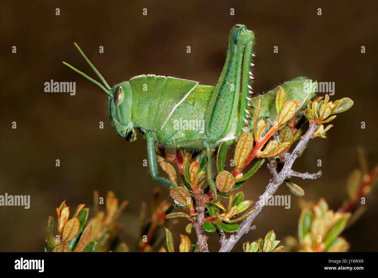 Locust antenna hi-res stock photography and images - Alamy