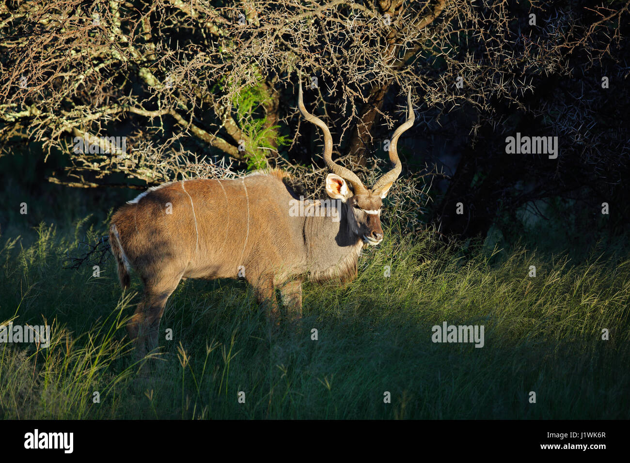 Big african antelope hi-res stock photography and images - Alamy