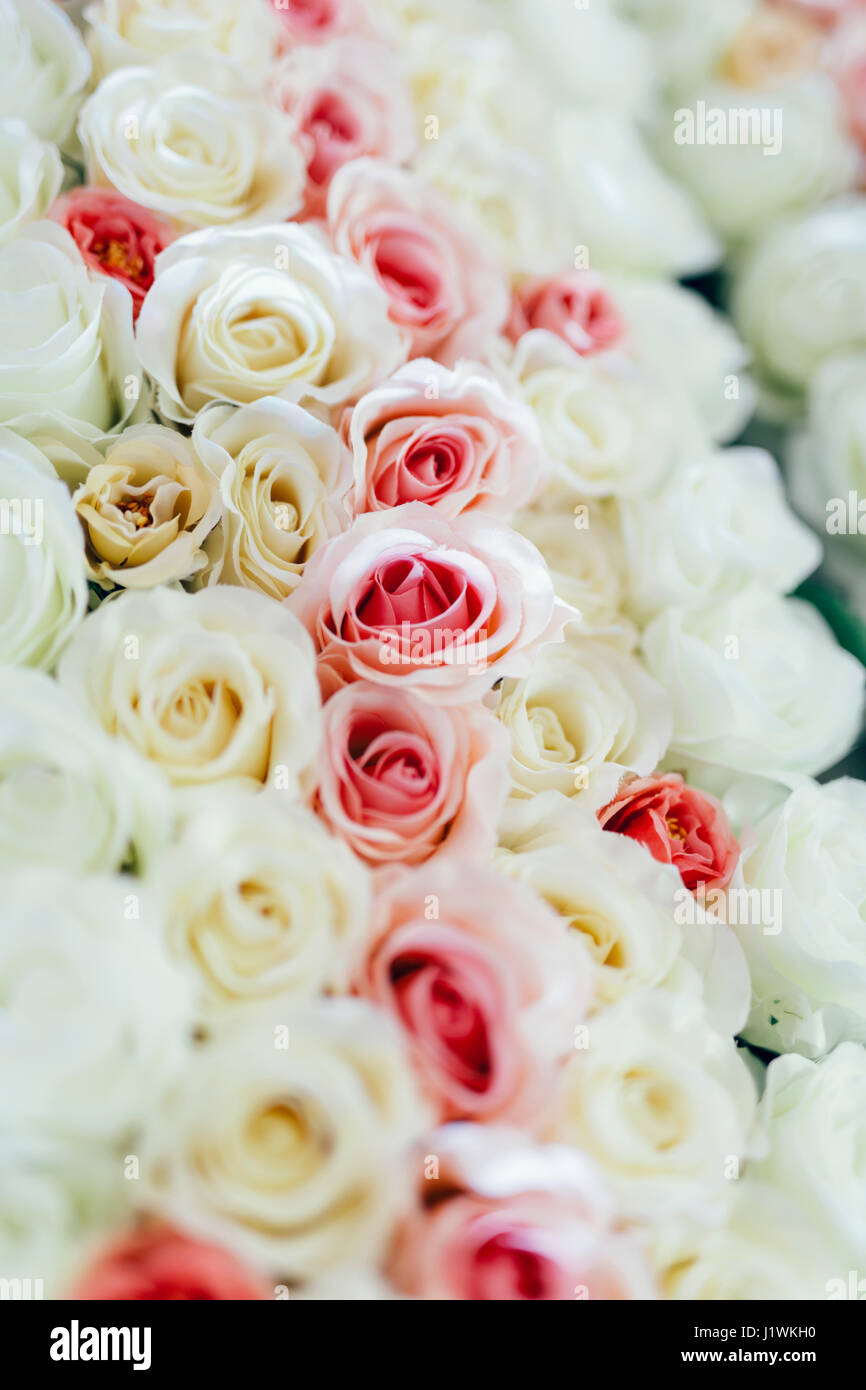 Many beautiful roses Stock Photo - Alamy