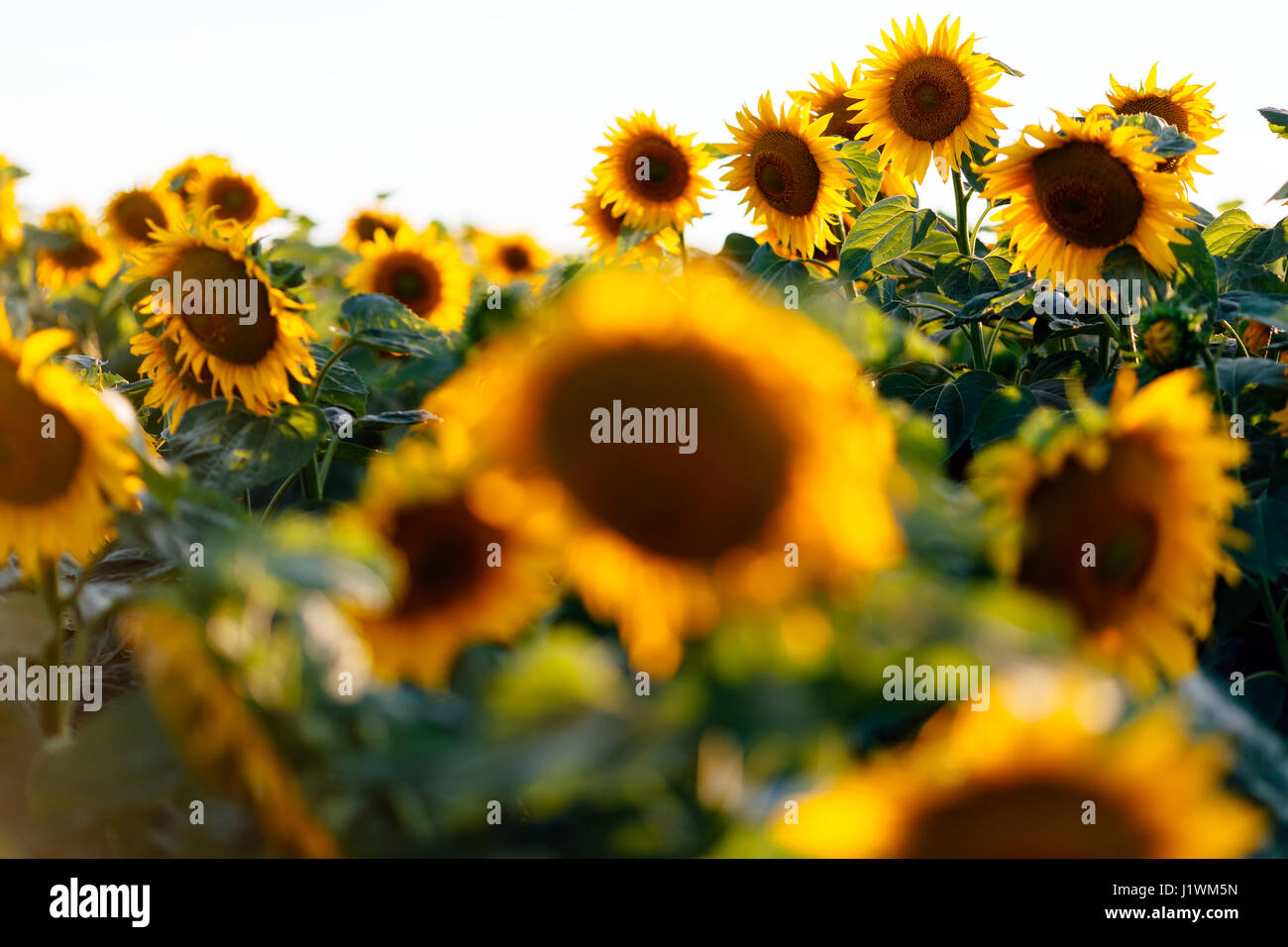 Golden summer fields hi-res stock photography and images - Alamy