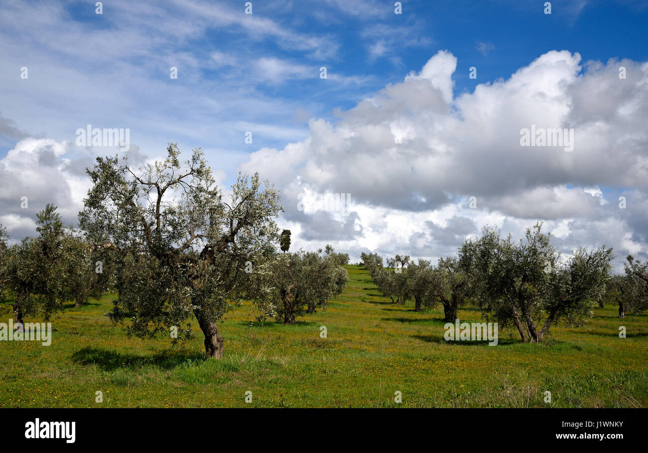 olive trees in spring, tuscany, italy Stock Photo - Alamy