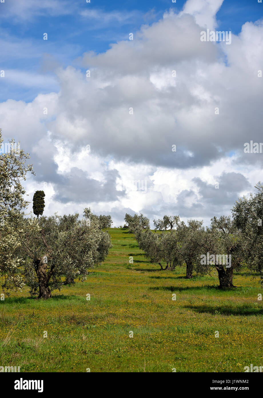 olive trees in spring, tuscany, italy Stock Photo - Alamy