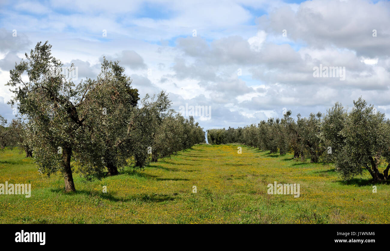olive trees in spring, tuscany, italy Stock Photo - Alamy