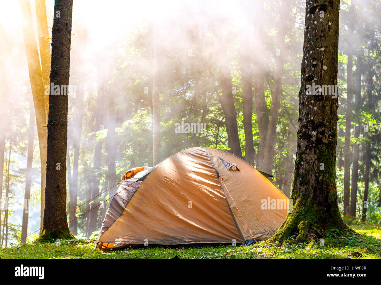 Camping tent in green forest in spring sunny morning with fog haze ...