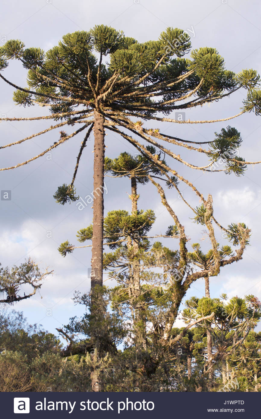 Araucaria Angustifolia Stock Photos & Araucaria Angustifolia Stock ...