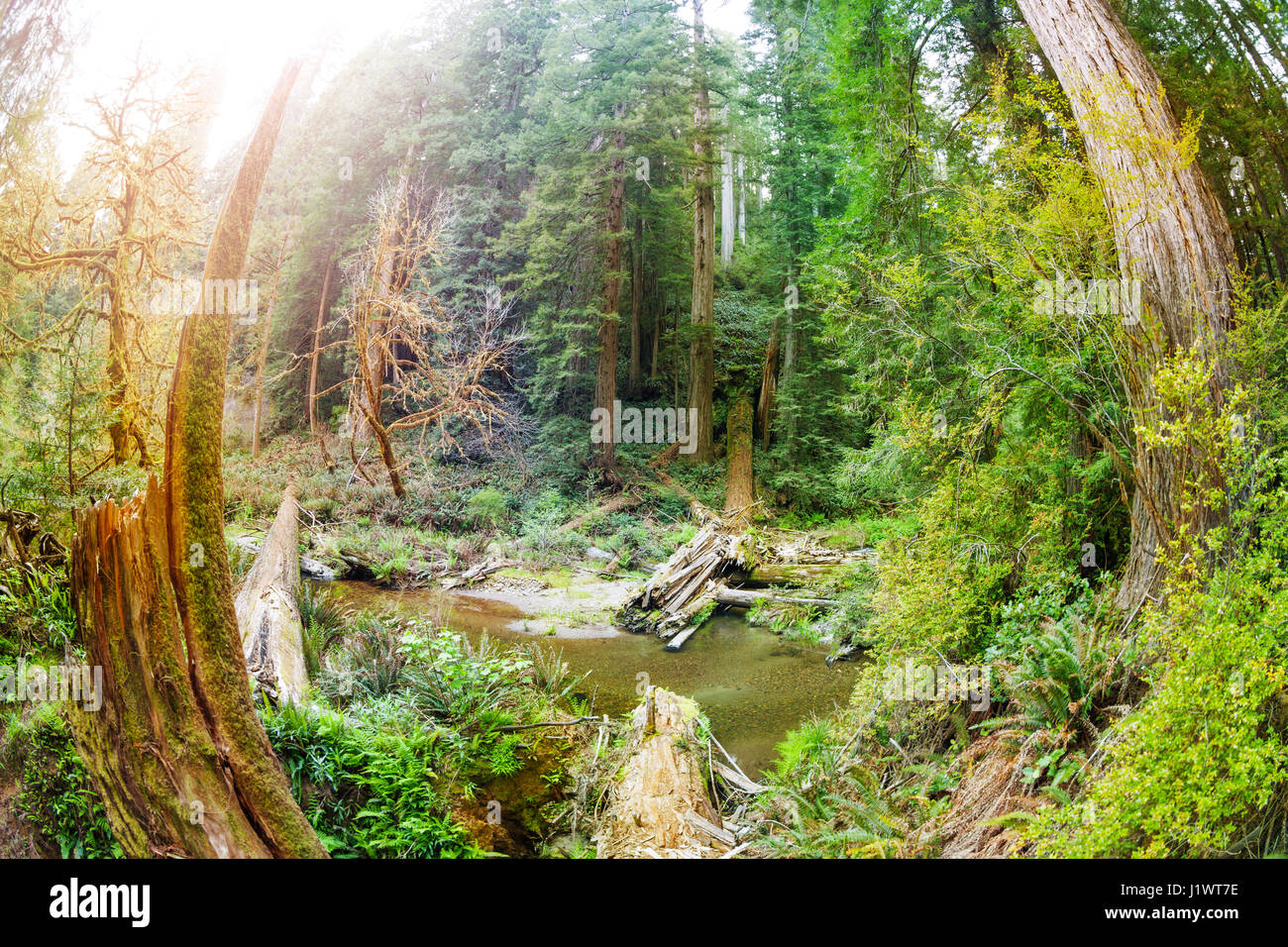 Forest canopy fisheye hi-res stock photography and images - Alamy