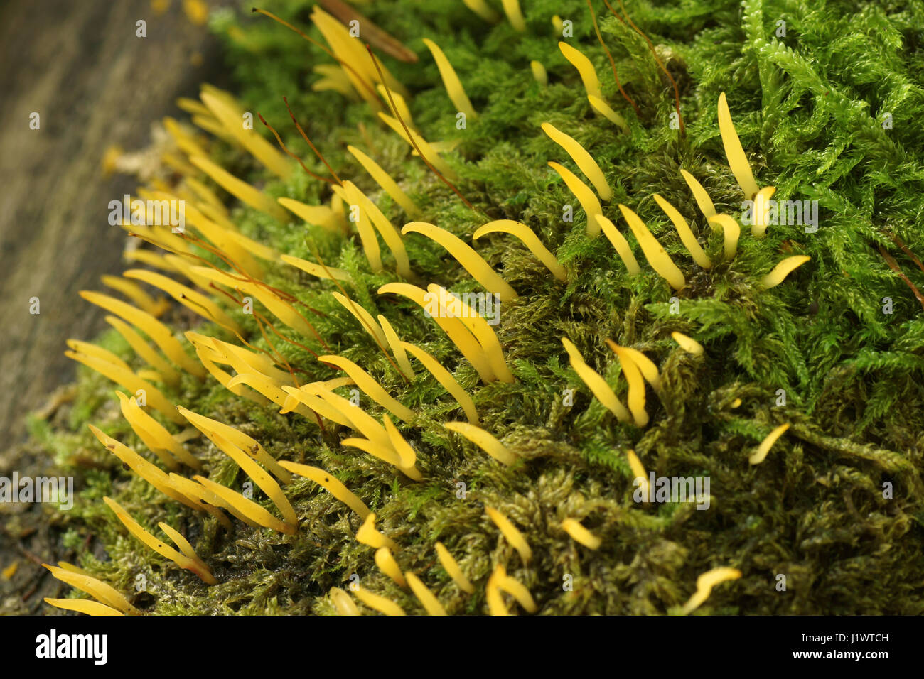 Calocera hi-res stock photography and images - Alamy