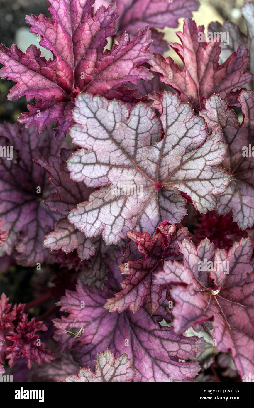 Veined Leaf Heuchera "Melting Fire" Heuchera Leaf Dark Purple Leaves ...